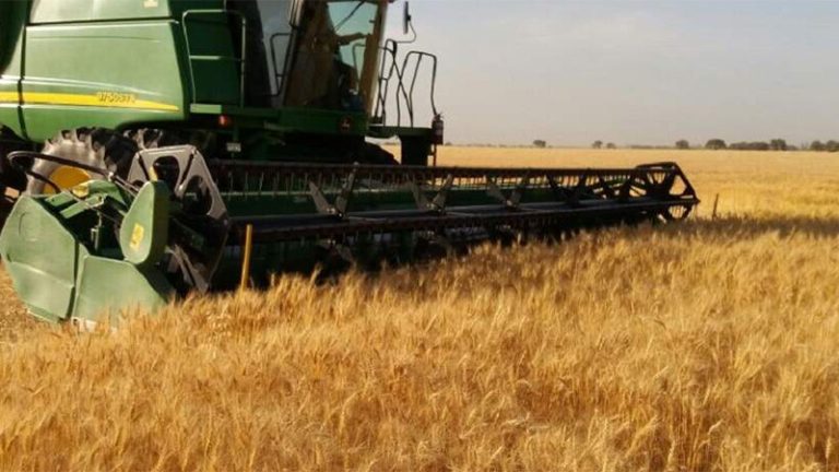 La cosecha de maíz se ve condicionada por la elevada humedad del grano ...